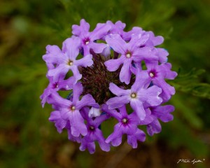 Purple Prairie Verbena - Martin Spilker Photography
