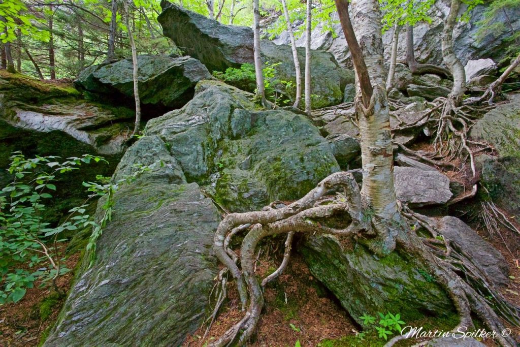 Smugglers Notch Roots & Rocks - Martin Spilker Photography