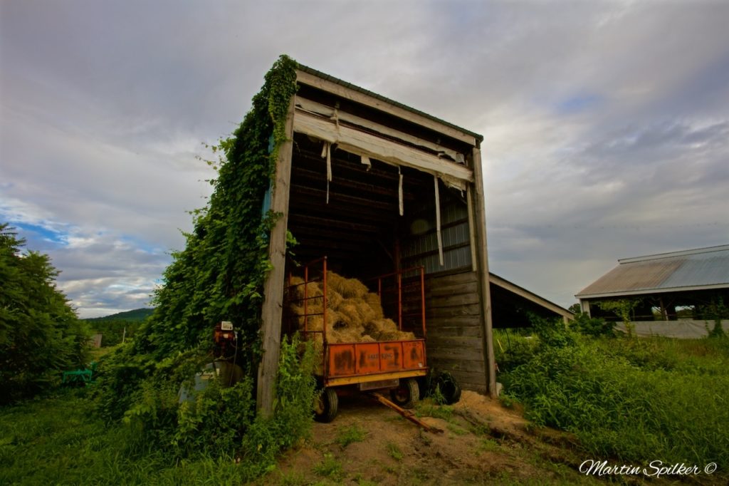 Vermont Vine Covered Shed - Martin Spilker Photography