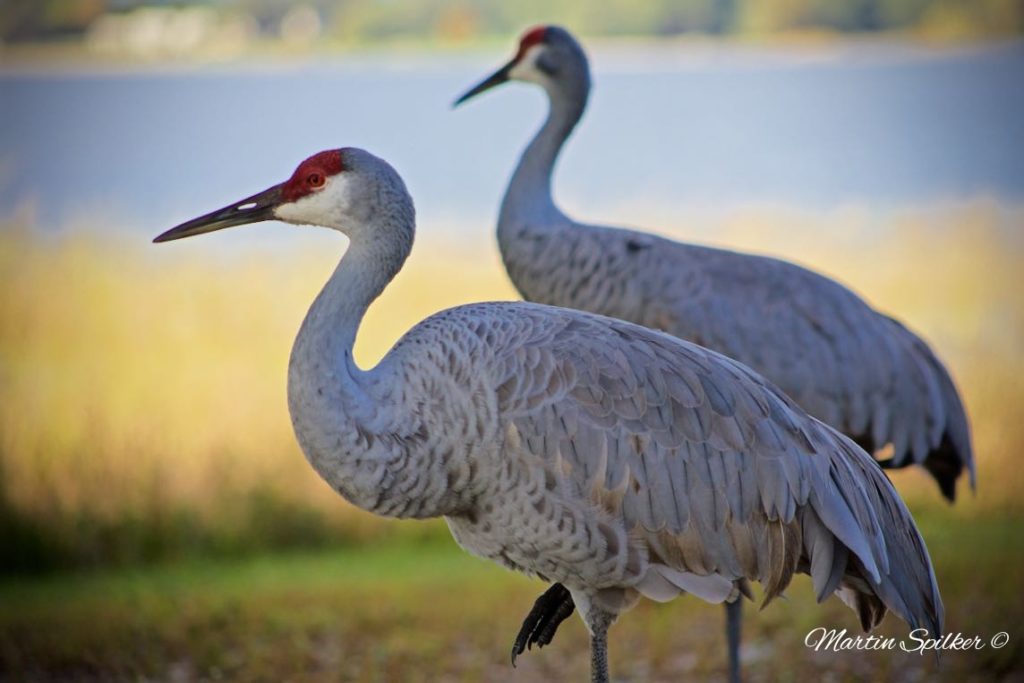 Sandhill Cranes Pair - Martin Spilker Photography