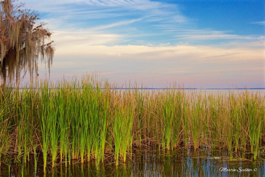 Lake Harris Saw Grass And Moss - Martin Spilker Photography