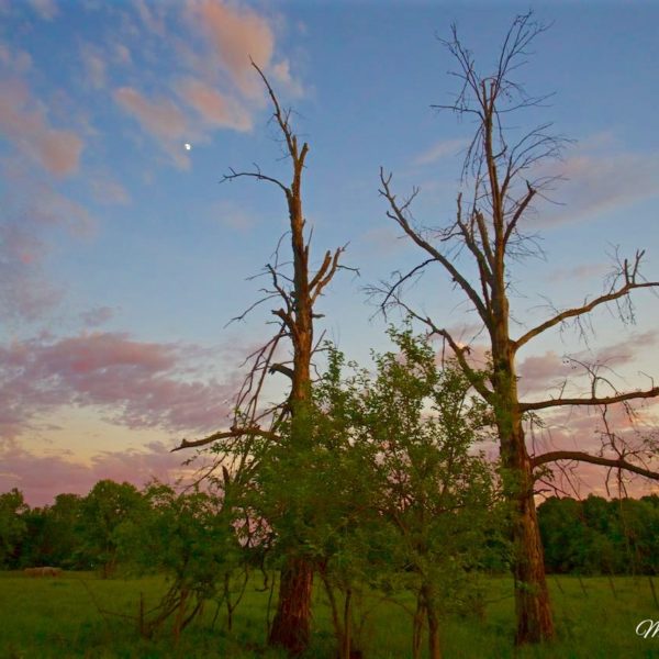Deadwood Twin Sunset - Martin Spilker Photography