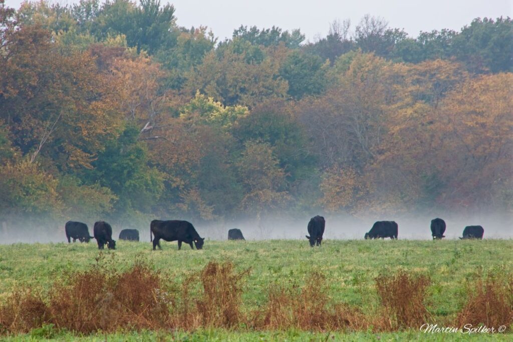 Autumn Angus Mist - Martin Spilker Photography